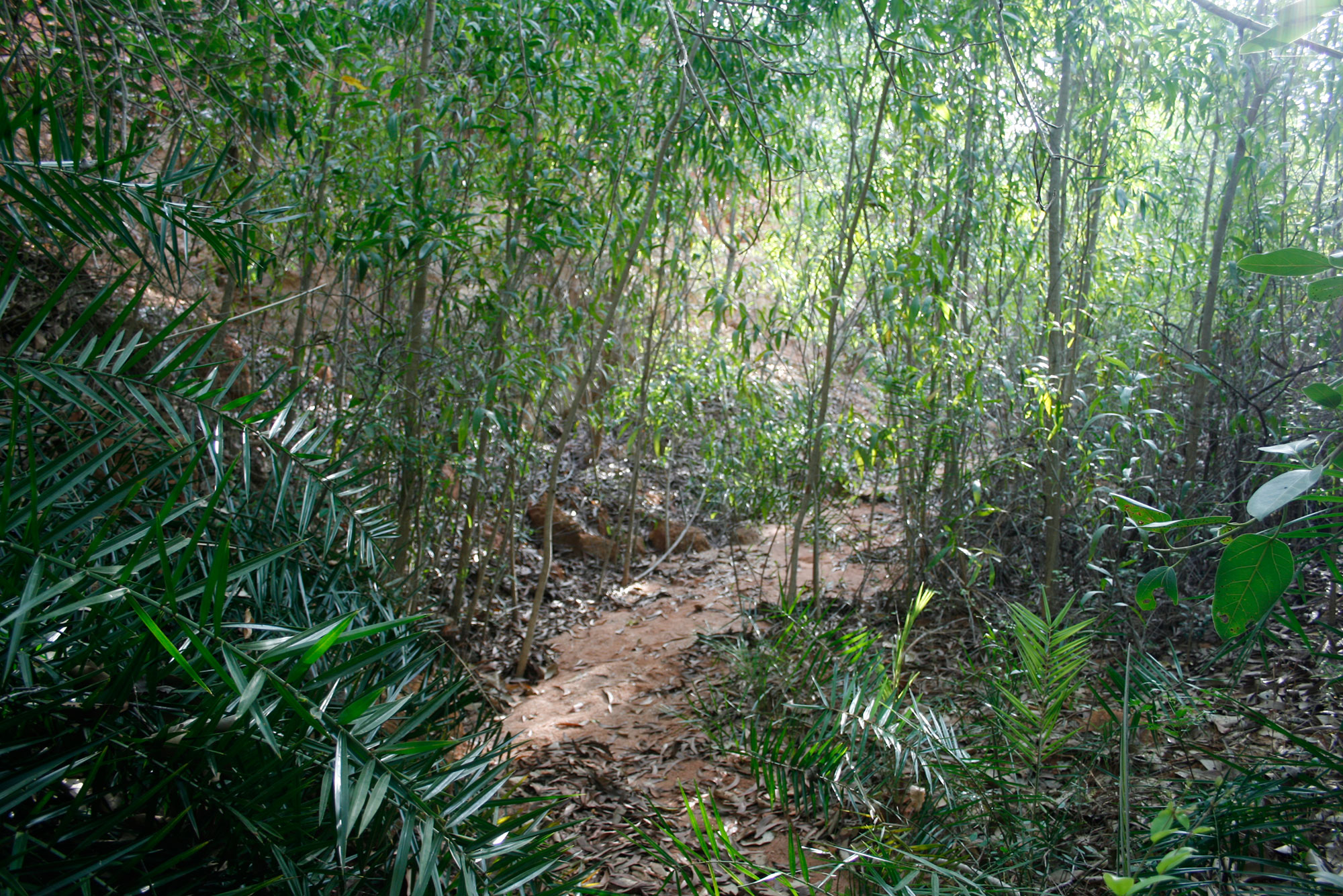 Gallery – Aranya Forest and Sanctuary