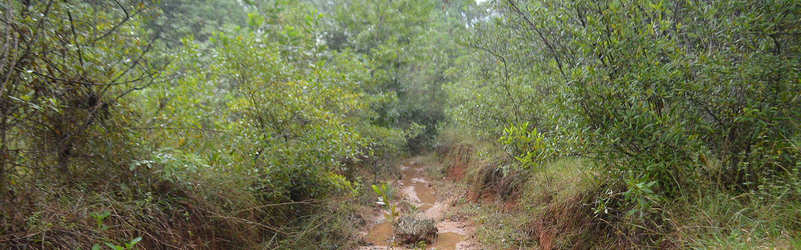 Gallery – Aranya Forest and Sanctuary
